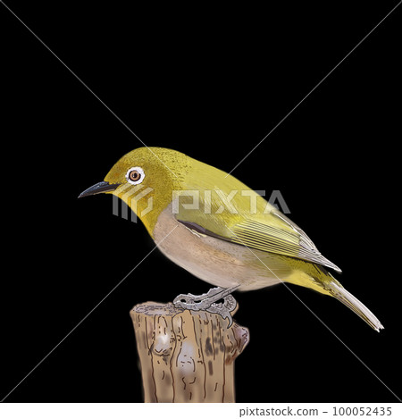Cute little bird white-eye illustration - Stock Illustration [100052435 ...