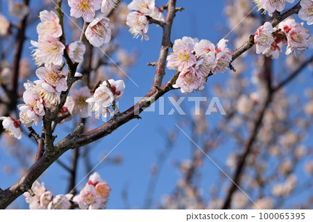 Early spring flowers-plum blossoms - Stock Photo [100065395] - PIXTA