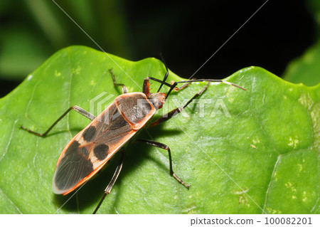 Bullfish bug - Stock Photo [100082201] - PIXTA