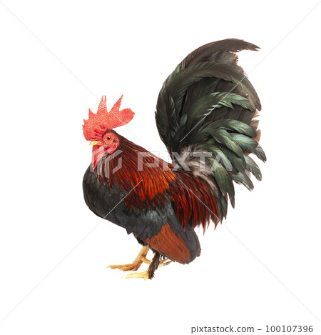 Portrait of bantam chicken on transparent... - Stock Illustration ...