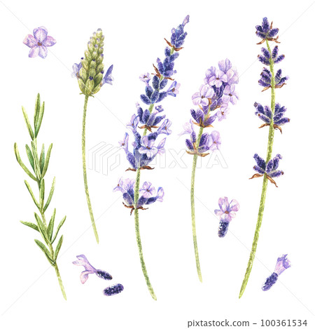 Lavender Scientific Illustration
