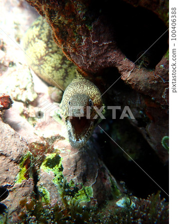 Front face of moray eel - Stock Photo [100406388] - PIXTA
