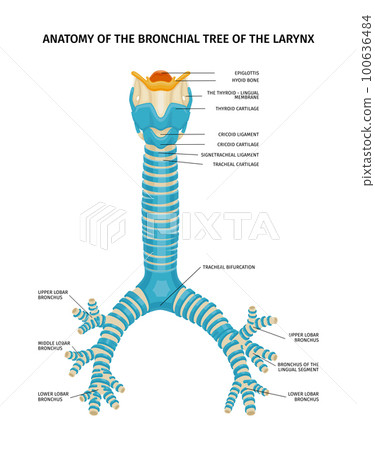 Bronchial Tree Diagram