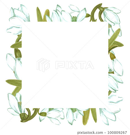 Hand drawn watercolor snowdrop flowers and... - Stock Illustration ...