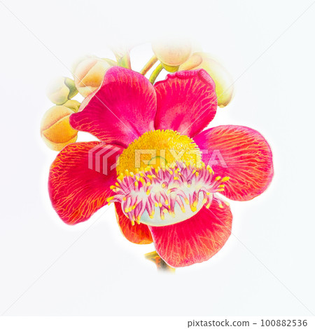 Painting illustration watercolor original...-插圖素材 [100882536] - PIXTA圖庫