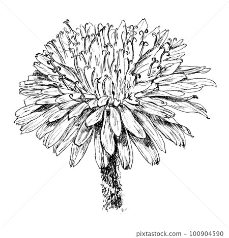 Dandelion drawn with a pen (birth flower April... - Stock Illustration ...