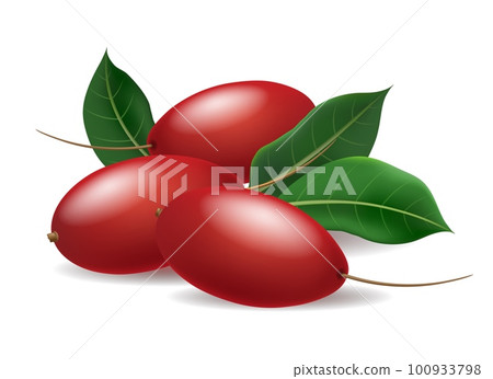 Realistic miracle berries - Stock Illustration [100933798] - PIXTA