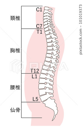 Explanation illustration of a normal spine - Stock Illustration ...