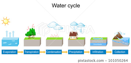 Water cycle. detailed explanation infographic. - Stock Illustration ...