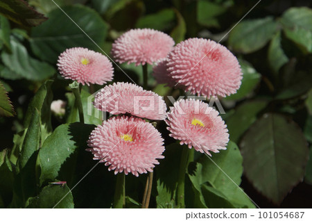 National Flower Of Italy Images | Best Flower Site