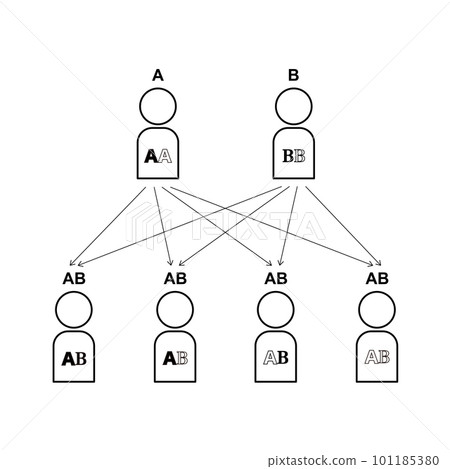 Inheritance of blood type (if parents are AA... - Stock Illustration ...