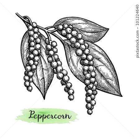 Pepper plant with peppercorns - Stock Illustration [101224640] - PIXTA