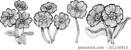 Set primrose, primula flowers. Hand drawn... - Stock Illustration ...