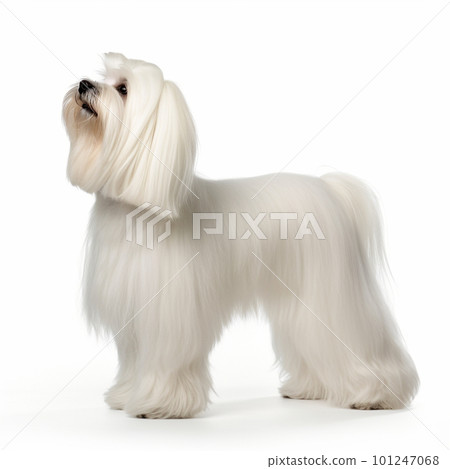 Maltese Full Body Drawing