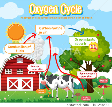 What Does The Diagram Of The Co2 O2 Cycle Illustrate Calvin Cycle
