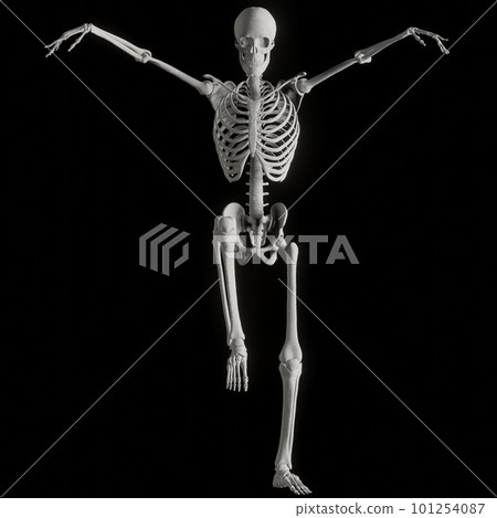 Human skeleton posing - Stock Illustration [101254087] - PIXTA