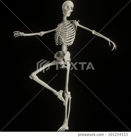 Human skeleton posing - Stock Illustration [101254115] - PIXTA