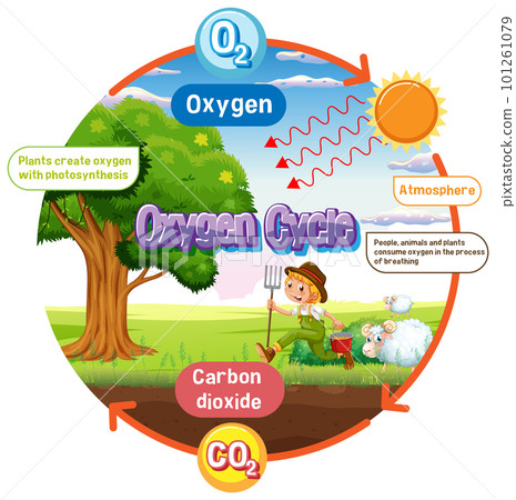 Oxygen Cycle Diagram And Explanation