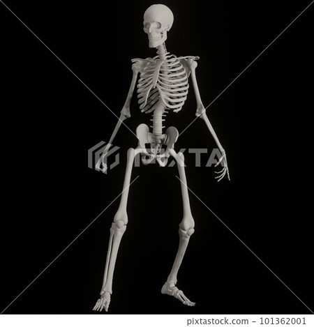 Skeleton of human body posing black back - Stock Illustration ...