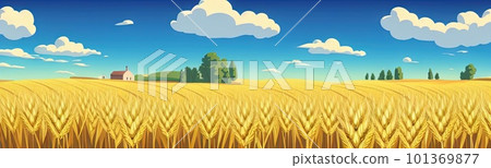 ears of wheat. Farm field. For package. Barley... - Stock Illustration ...