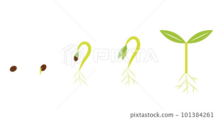 Germination Process Diagram Structure Of Seeds SS3 Biology Lesson