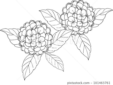 simple hydrangea line drawing - Stock Illustration [101463761] - PIXTA