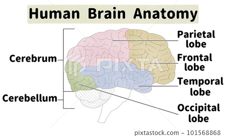 Structure and names of the brain Illustration... - Stock Illustration ...