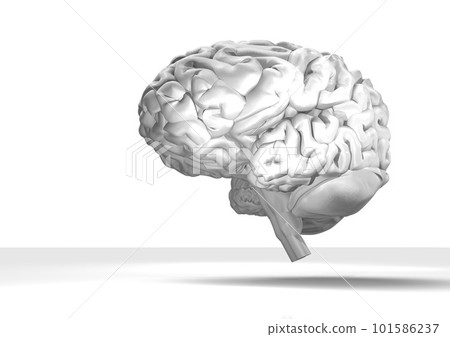 Brain human body simple white background (3DCG... - Stock Illustration ...