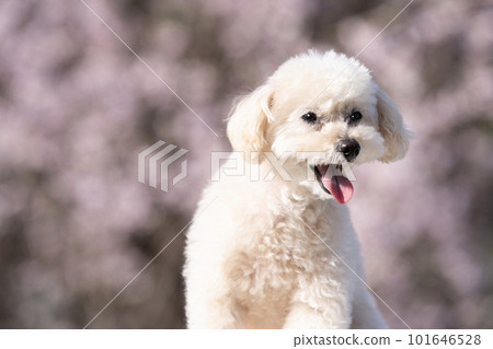 Toy poodle laughing with weeping cherry tree - Stock Photo [101646528 ...