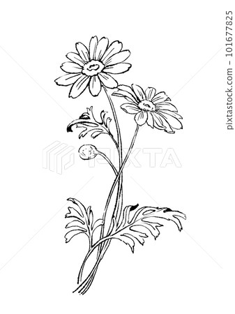 Simple line drawing illustration of beautifully... - Stock Illustration ...