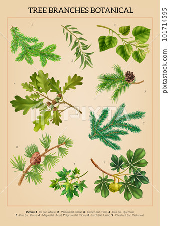 Tree Branches Poster - Stock Illustration [101714595] - PIXTA