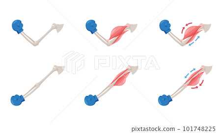Illustration of muscles when bending and... - Stock Illustration ...