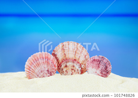 Pink Shells Ocean Beach Buy JUNERUSH Pink Artificial Sea Shell For