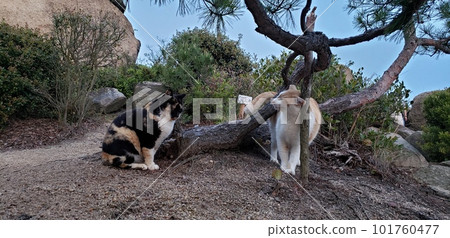 Rocky Cat - Stock Photo [101760477] - PIXTA