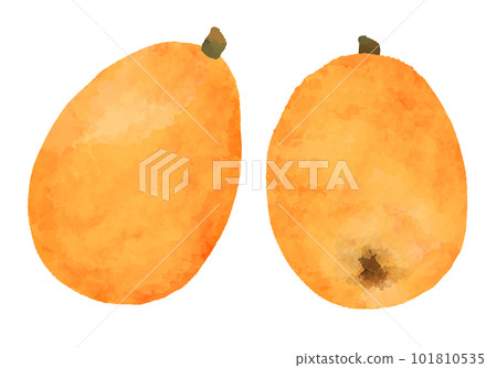 Loquat illustration, hand-drawn, watercolor style - Stock Illustration ...