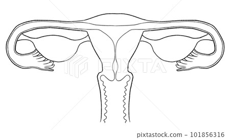 Human body cross-section anatomical drawing of... - Stock Illustration ...