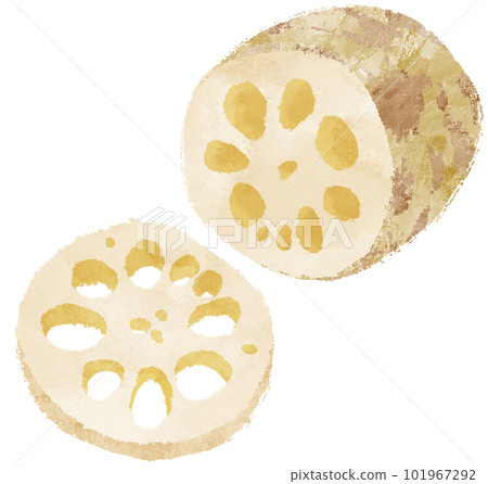 Lotus root vegetable illustration - Stock Illustration [101967292] - PIXTA