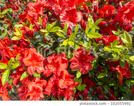 Red Flowering Bush In Spring Pacific Horticulture | A Currant Affair