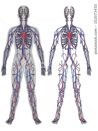 圖式（血管系統）-插圖素材 [102073450] - PIXTA圖庫