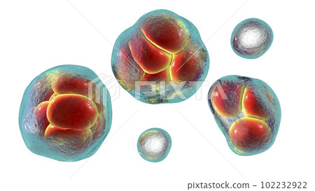 Prototheca wickerhamii algae, 3D illustration.... - Stock Illustration ...