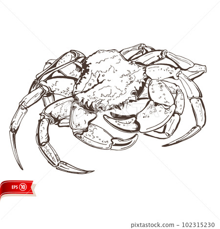 Line drawing live crab isolated on white... - Stock Illustration ...