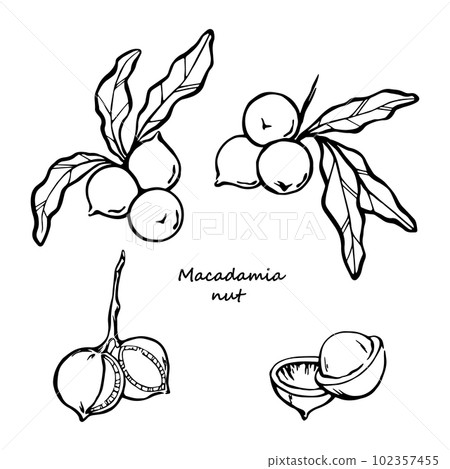 Macadamia nuts collection, seeds, branch,... - Stock Illustration ...