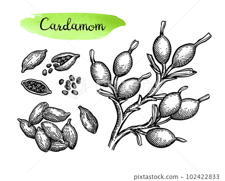 Cardamom ink sketch set. - Stock Illustration [102422833] - PIXTA