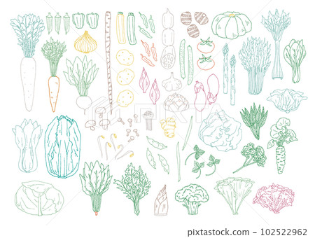 Vegetable drawing - Stock Illustration [102522962] - PIXTA