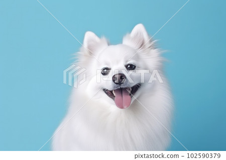 Groomed happy white color spitz dog on blue... - Stock Illustration ...