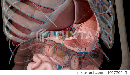 The lesser curvature of the stomach is supplied... - Stock Illustration ...