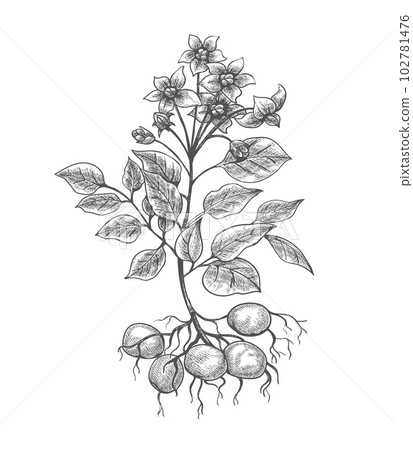Potato Plant Drawing