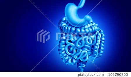 Human Digestion - Stock Illustration [102790800] - PIXTA