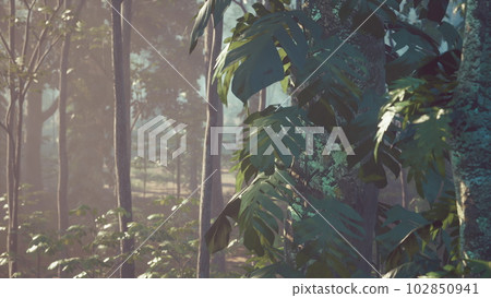 Morning sunbeam shine thru the green forest - Stock Illustration ...