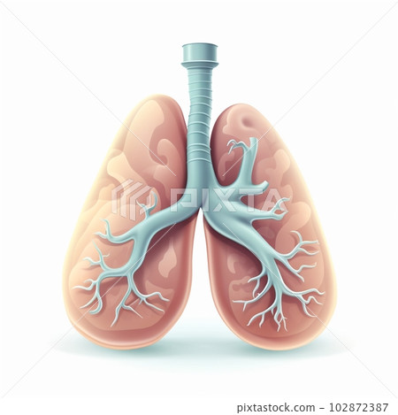 Cartoon bronchus-插圖素材 [102872387] - PIXTA圖庫